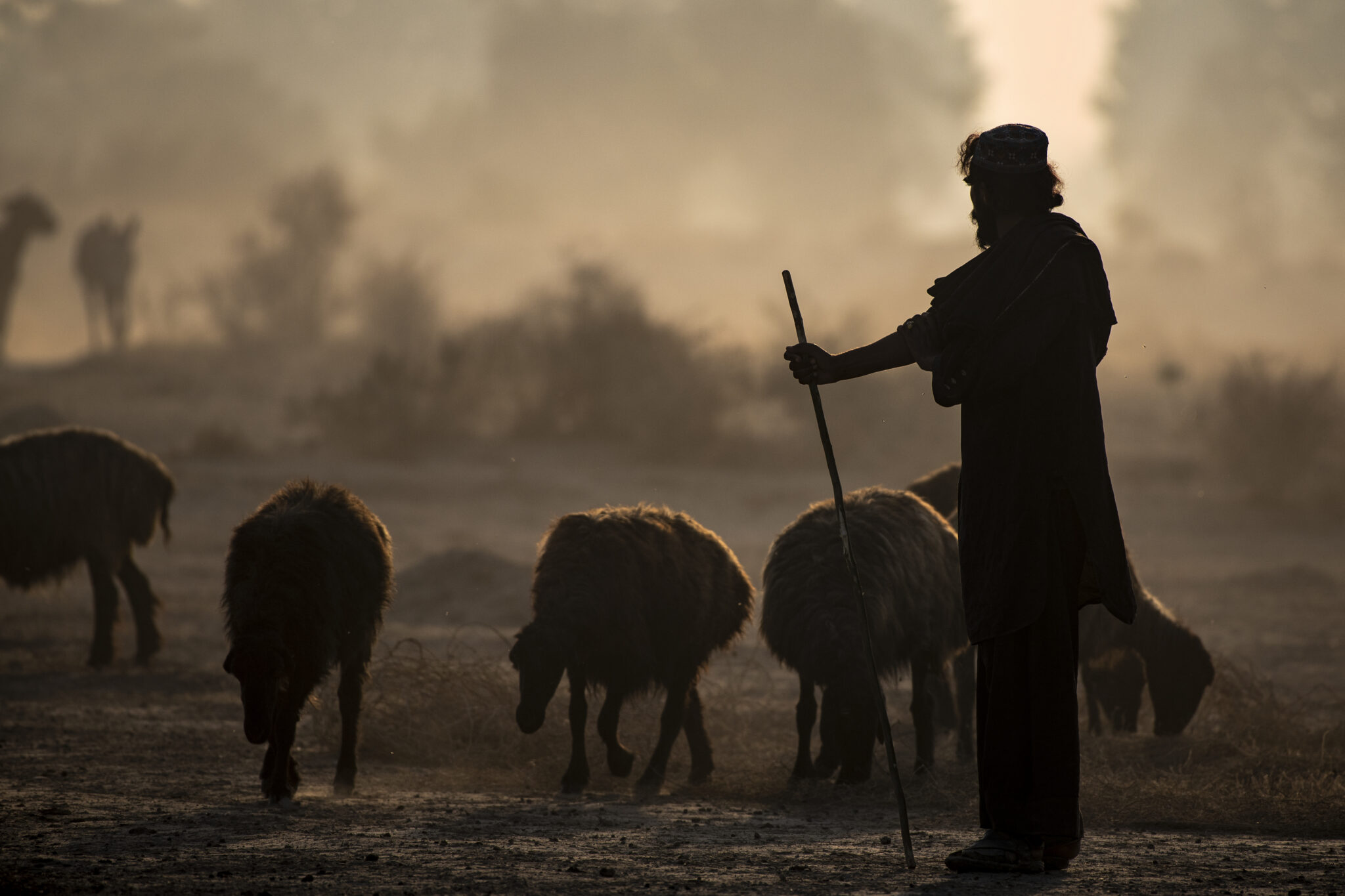 Shepherd and Sheep: A Pastor Appreciation Day Meditation